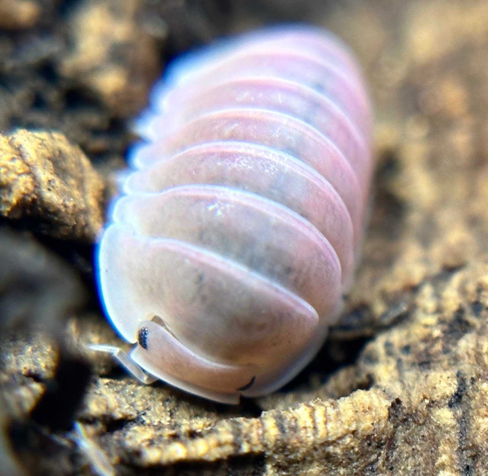 6+1 Cherry Blossum | Isopod Keepers