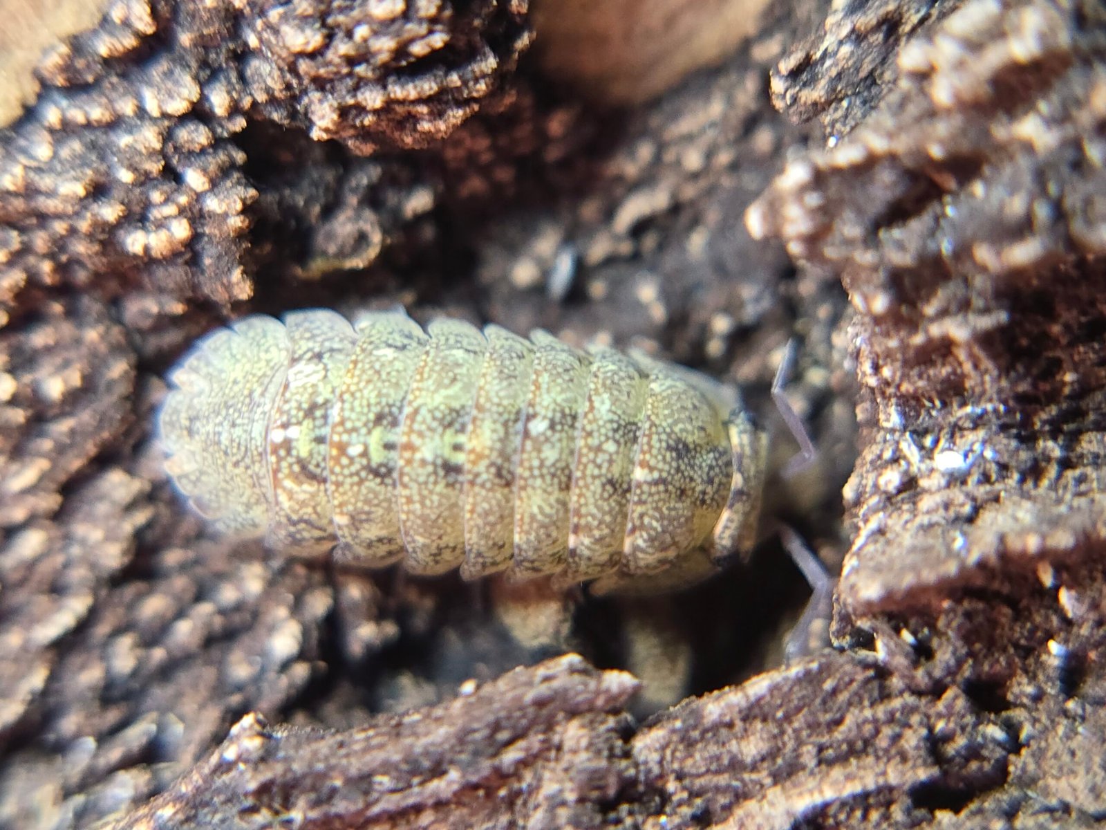 NEW SPECIES – COSMIC DUST 6+1 | Isopod Keepers