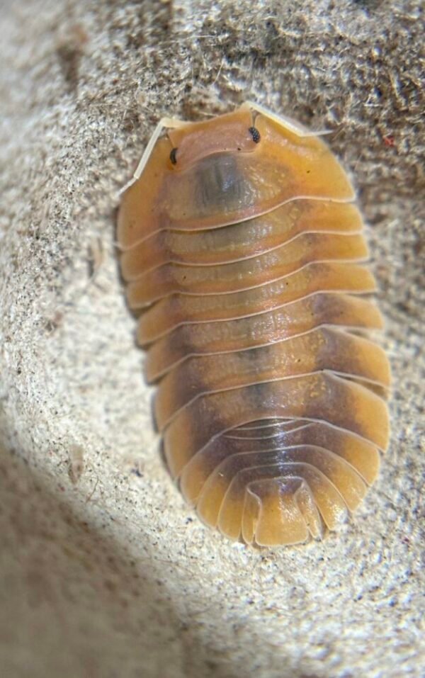 6+1 Troglodillo. VEX | Isopod Keepers