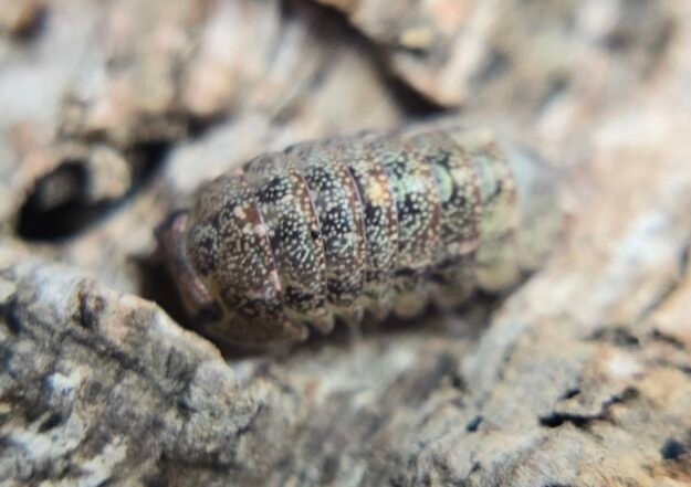 NEW SPECIES – COSMIC DUST 6+1 | Isopod Keepers